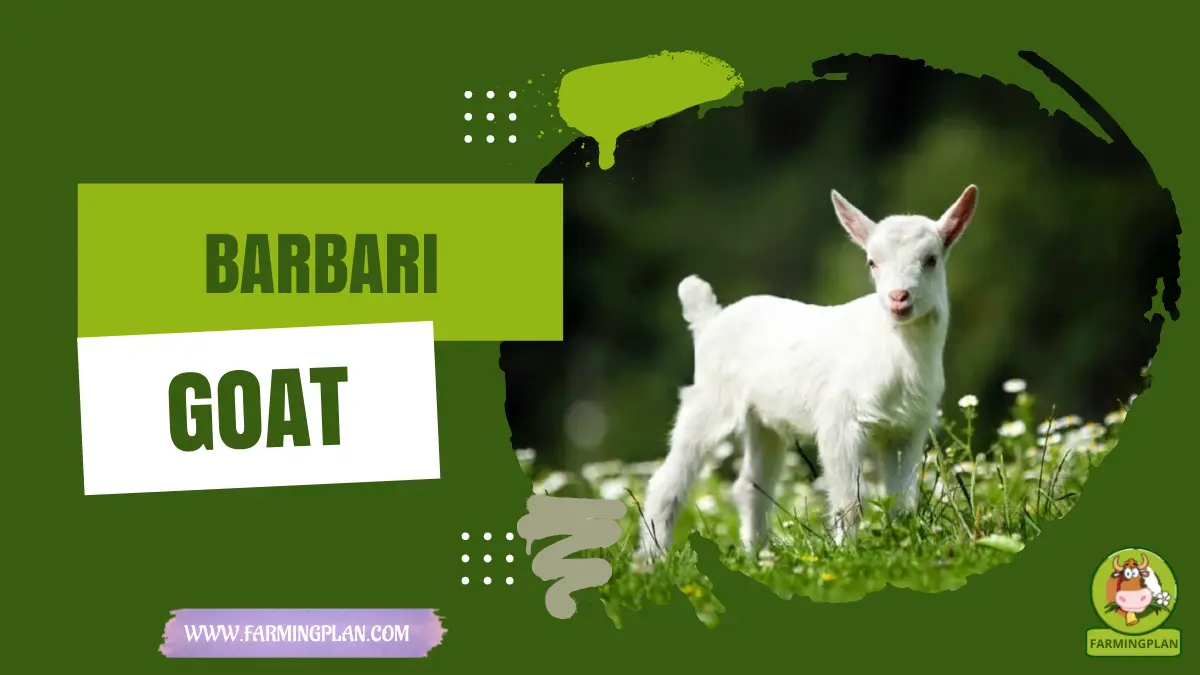 Barbari Goat: Hardy Breed Great Milk & Meat | Farming Plan