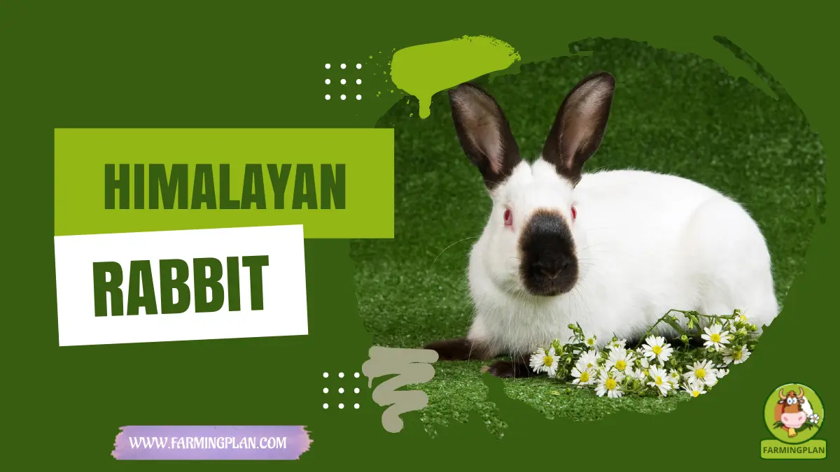 Himalayan Rabbit: Rare, Calm And Beautiful | Farming Plan