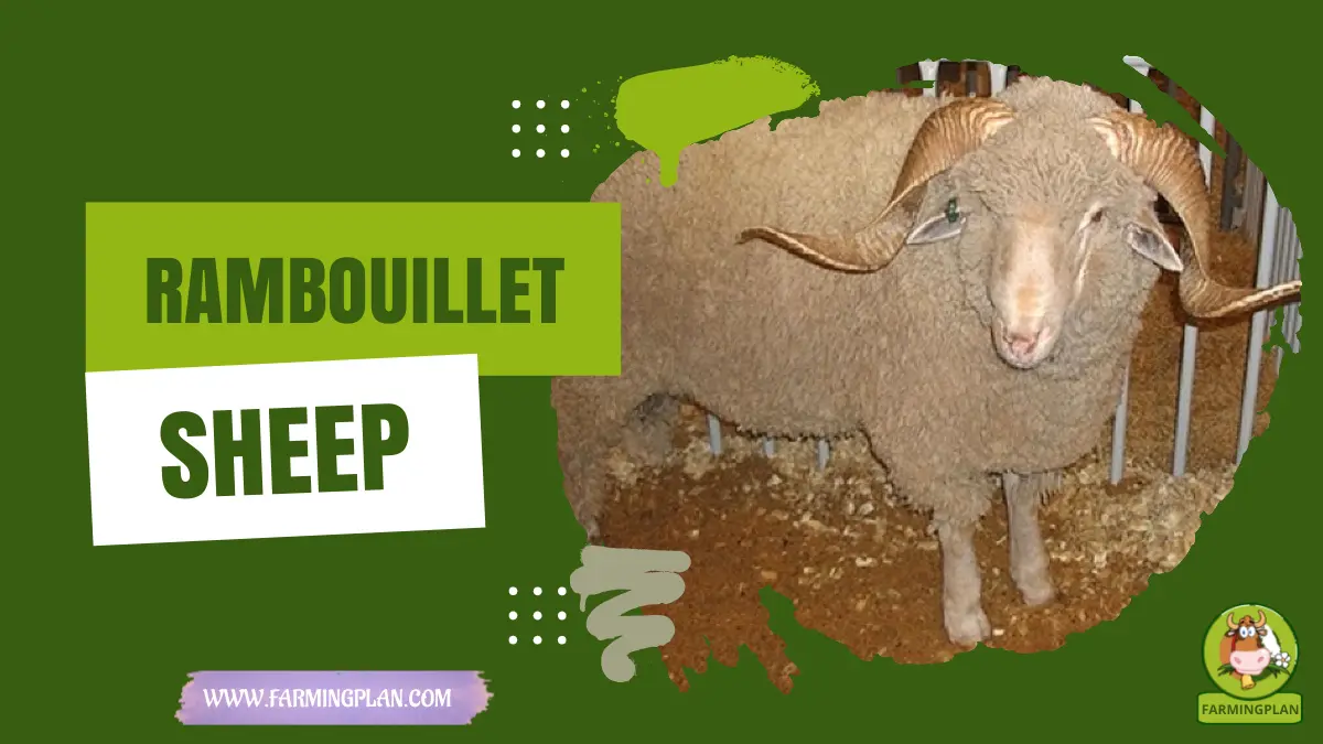 Rambouillet Sheep : Wool To Meat Excellence| Farming Plan