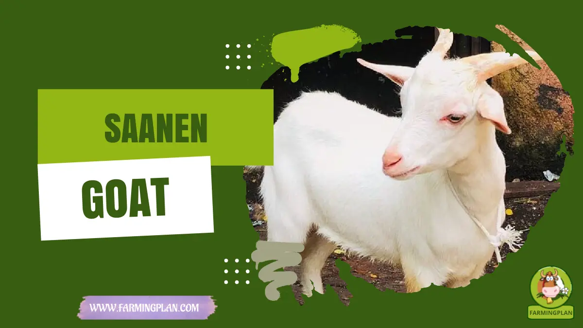 Saanen Goat: Productive And Easy To Raise | Farming Plan