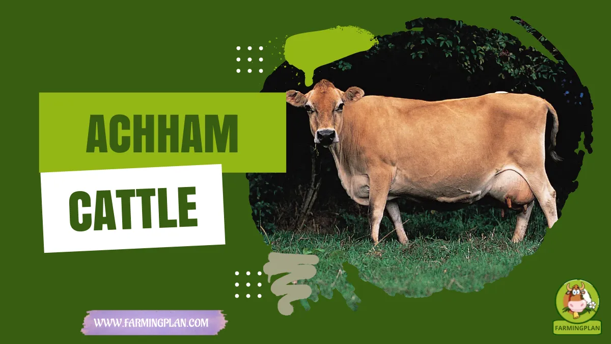 Achham Cattle: The Best Choice For Beef Production In Nepal | Farming Plan
