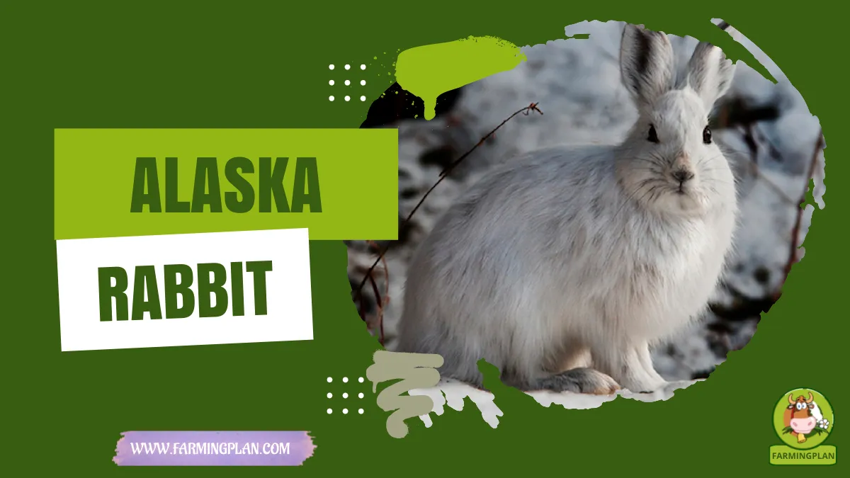 Alaska Rabbit: The Cutest Bunny You'll Meet! | Farming Plan