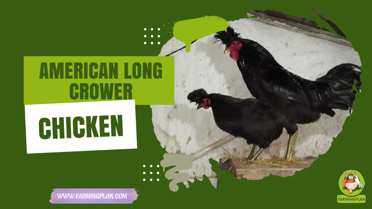 American Long Crower Chicken: Legendary Vocal | Farming Plan