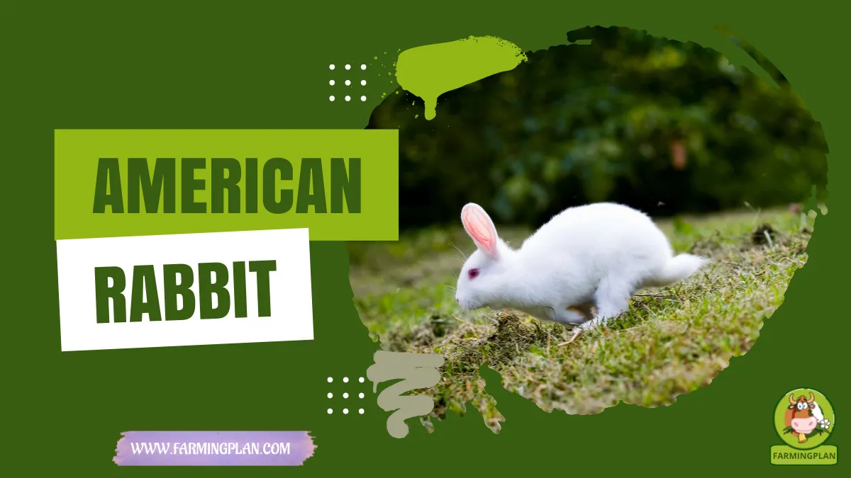 American Rabbit: The Ultimate Guide To Raising & Caring | Farming Plan