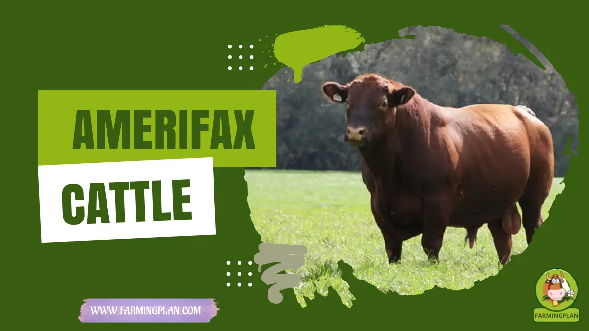 Amerifax Cattle: Tips & Tricks For Success | Farming Plan