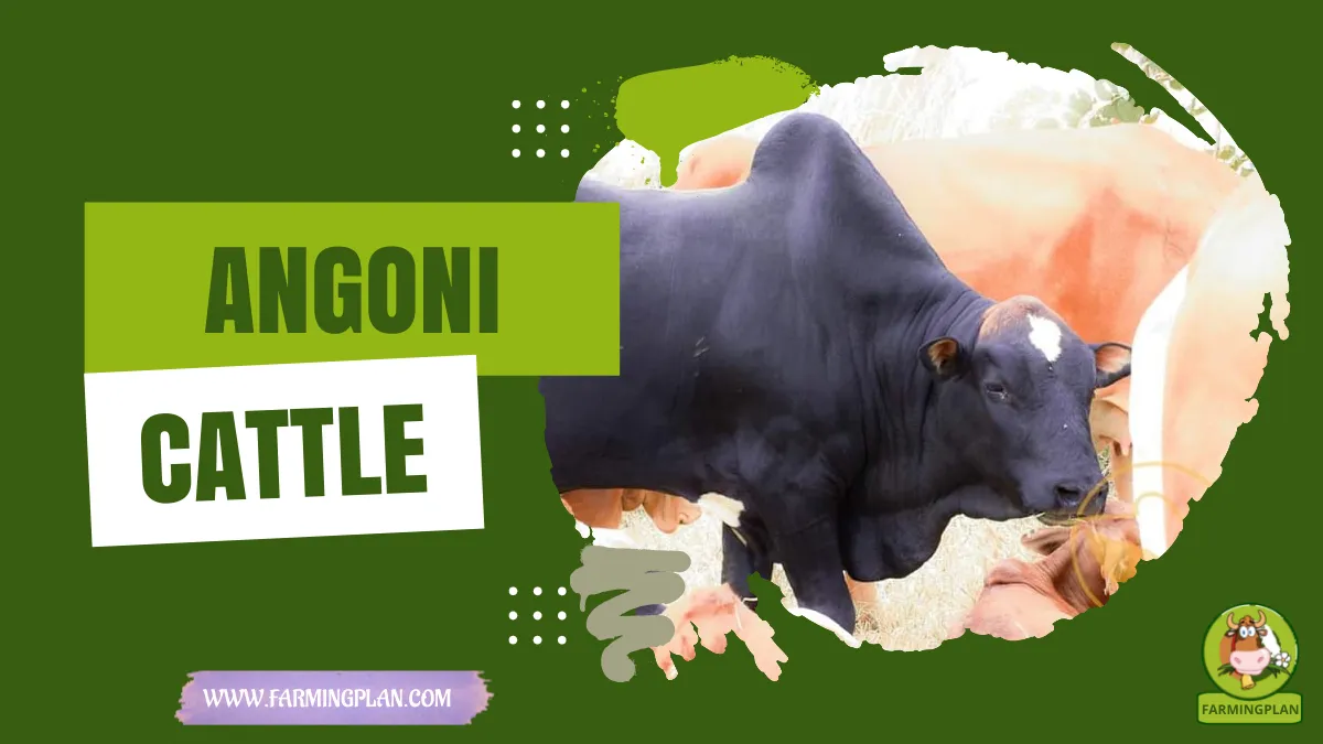 Angoni Cattle: Guide For Beginners | Farming Plan