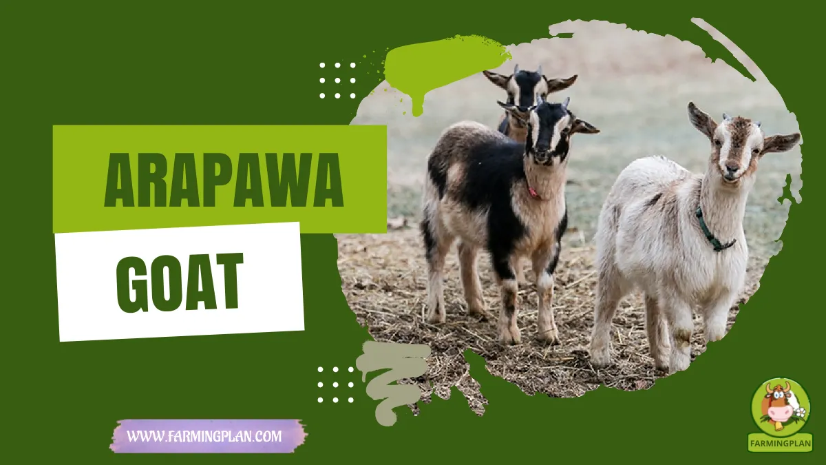 Arapawa Goat: Nature's Unique Wonders | Farming Plan