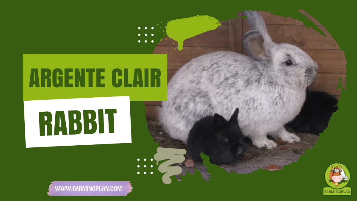 Argente Clair Rabbit: Complete Farming Guide | Farming Plan