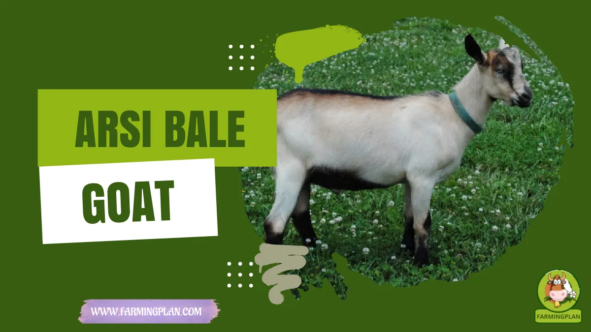 Arsi-Bale Goat: Farming From Scratch | Farming Plan