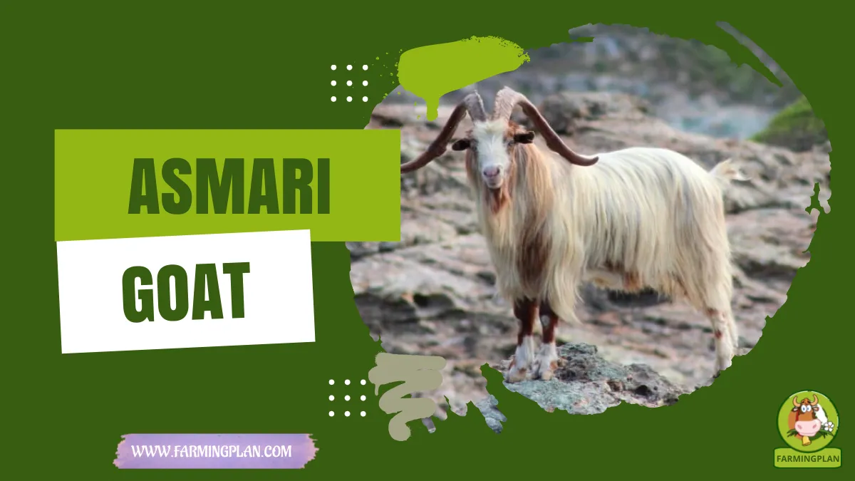 Asmari Goat: Farming Successfully | Farming Plan