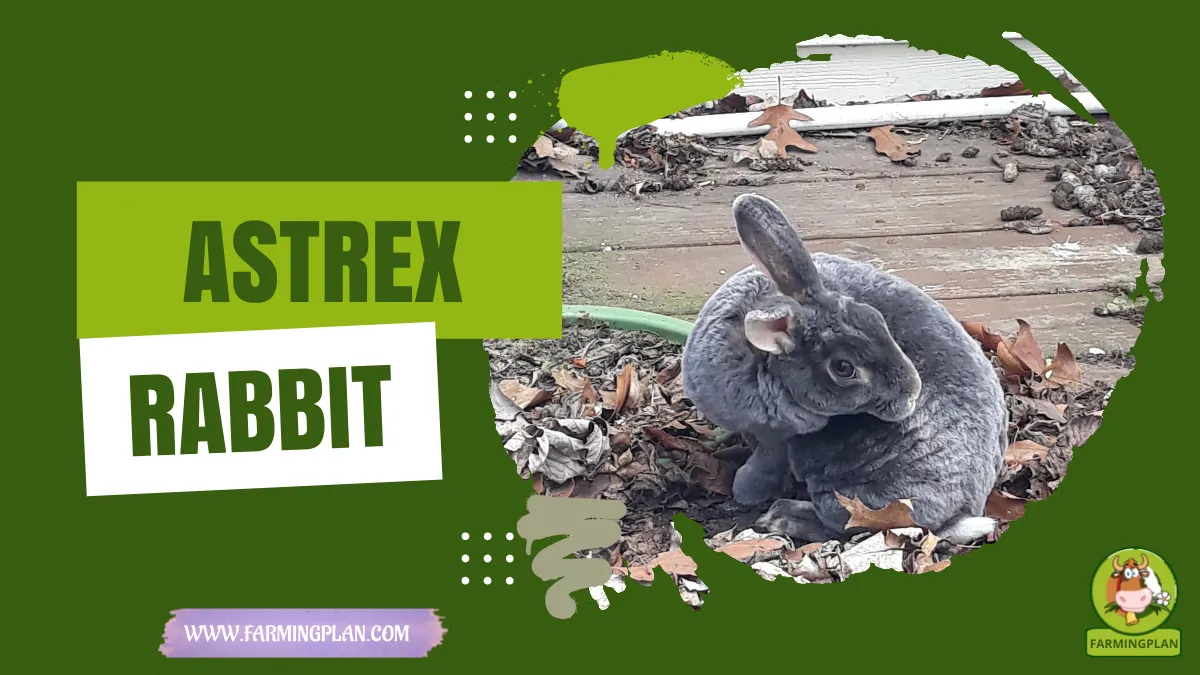Astrex Rabbit: Make Money Breeding Them | Farming Plan