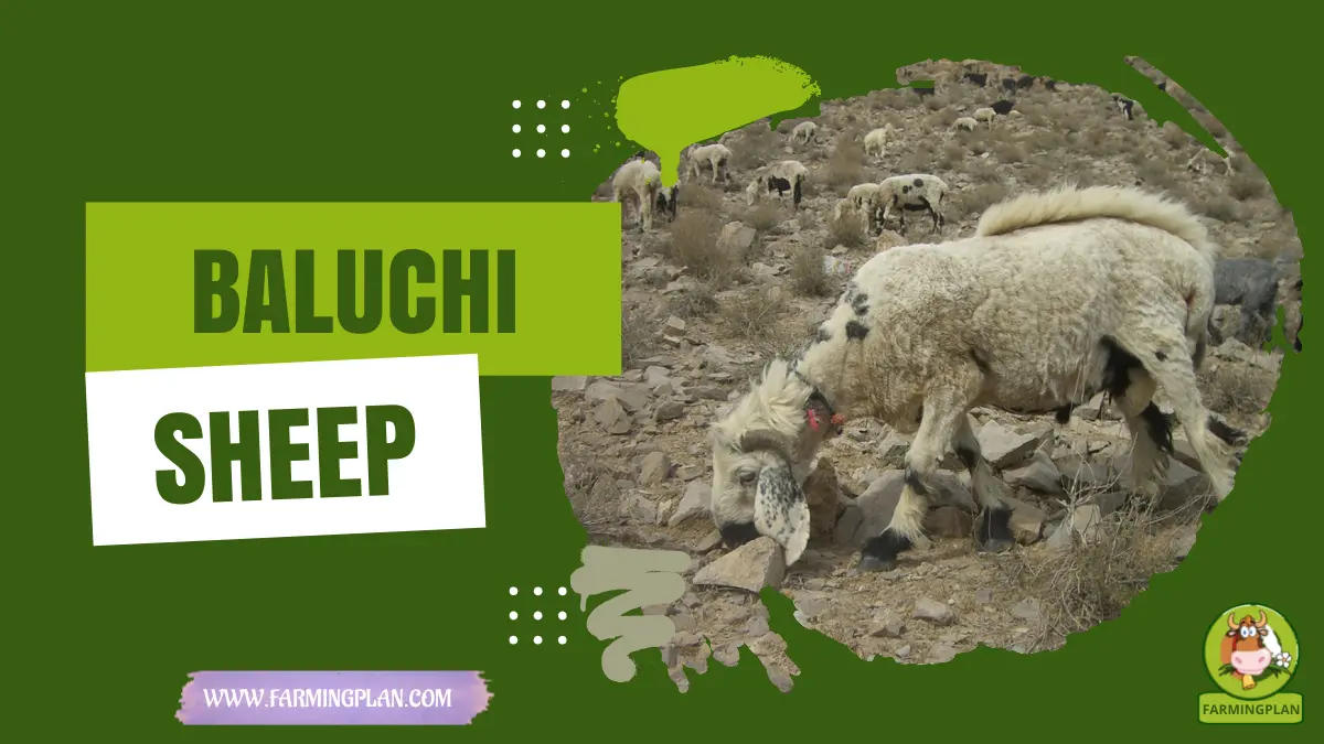 Baluchi Sheep: How To Maximize Profit | Farming Plan