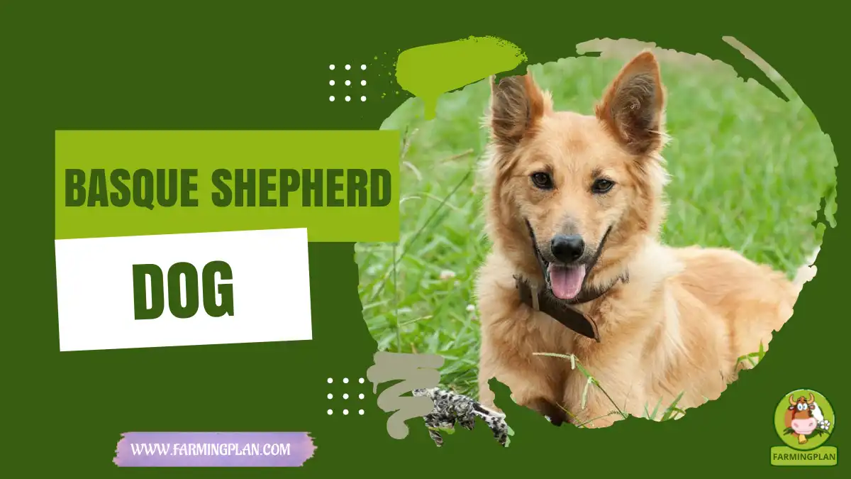 Basque Shepherd Dog: Start A Successful Farm | Farming Plan