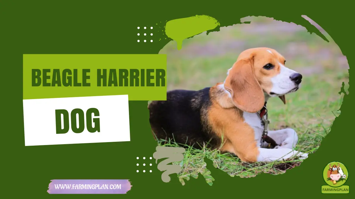 Beagle-Harrier Dog: Farming Business | Farming Plan