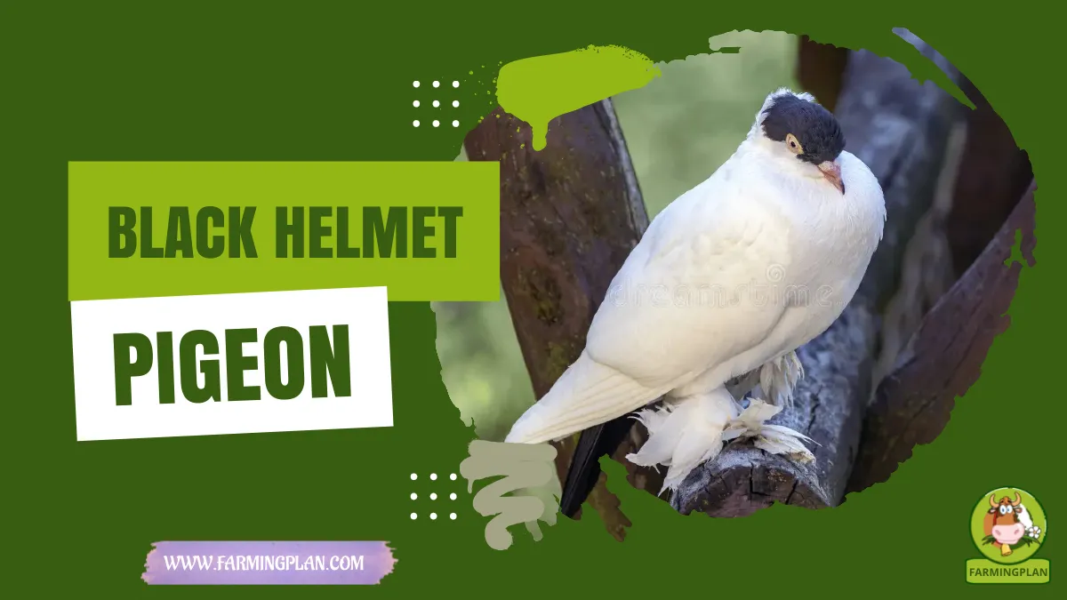 A Black Helmet Pigeon Is A Rare Beauty! | Farming Plan