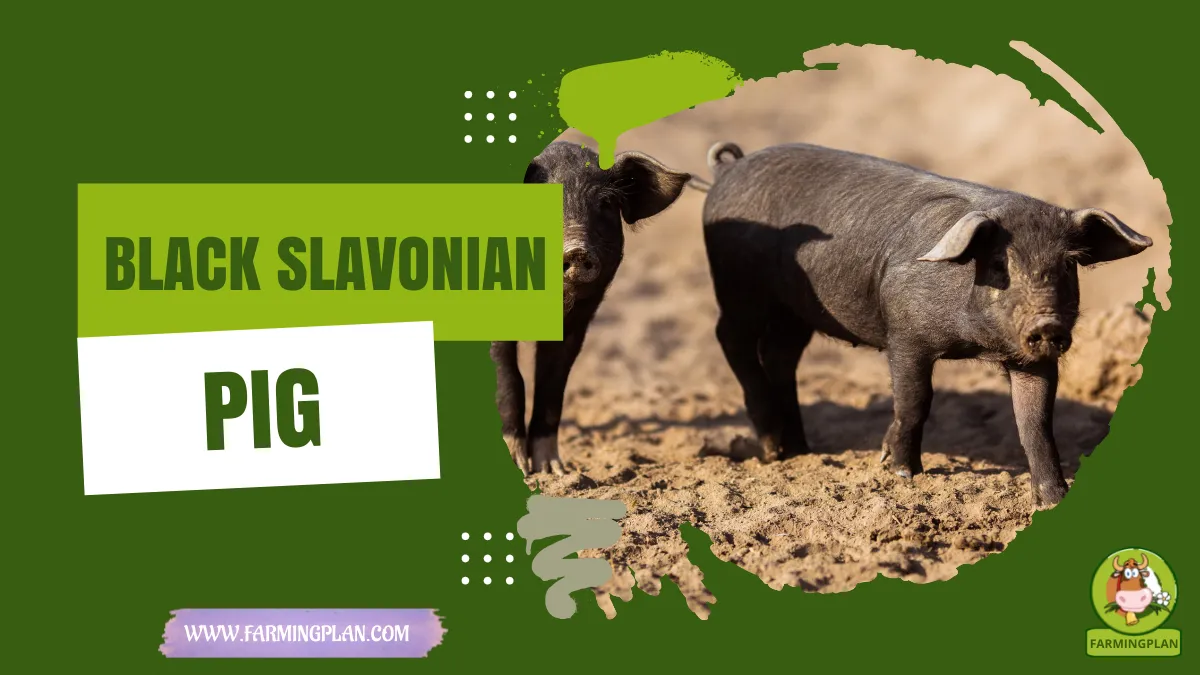Black Slavonian Pig: Step By Step Guide | Farming Plan