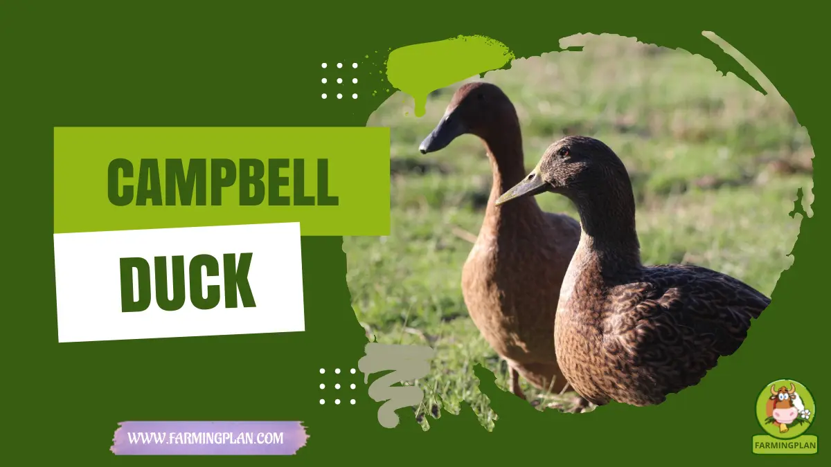 Campbell Duck: Farm With Commercial Duck | Farming Plan
