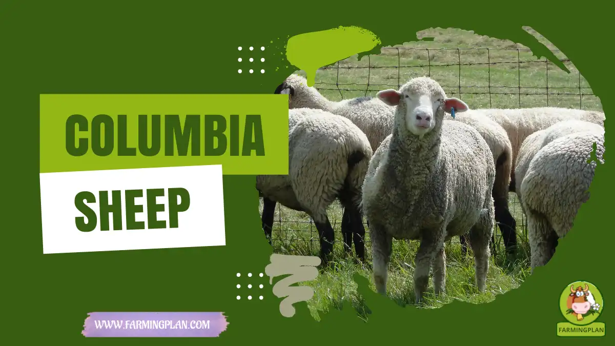 Columbia Sheep: Quality Wool, Calm Nature | Farming Plan
