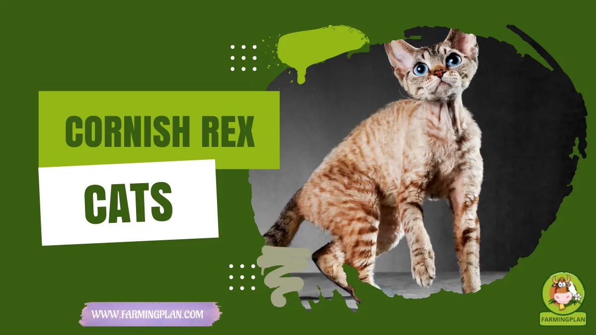 Cornish Rex Cats: The Curly Coat Charm | Farming Plan