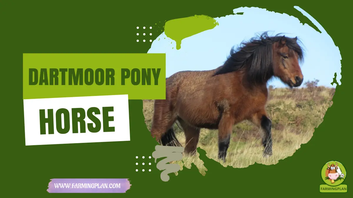 Dartmoor Pony Horse: Raise, Train & Love With Ease | Farming Plan
