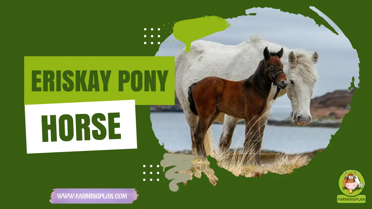 Eriskay Pony Horse Daily Care Made Simple And Joyful | Farming Plan