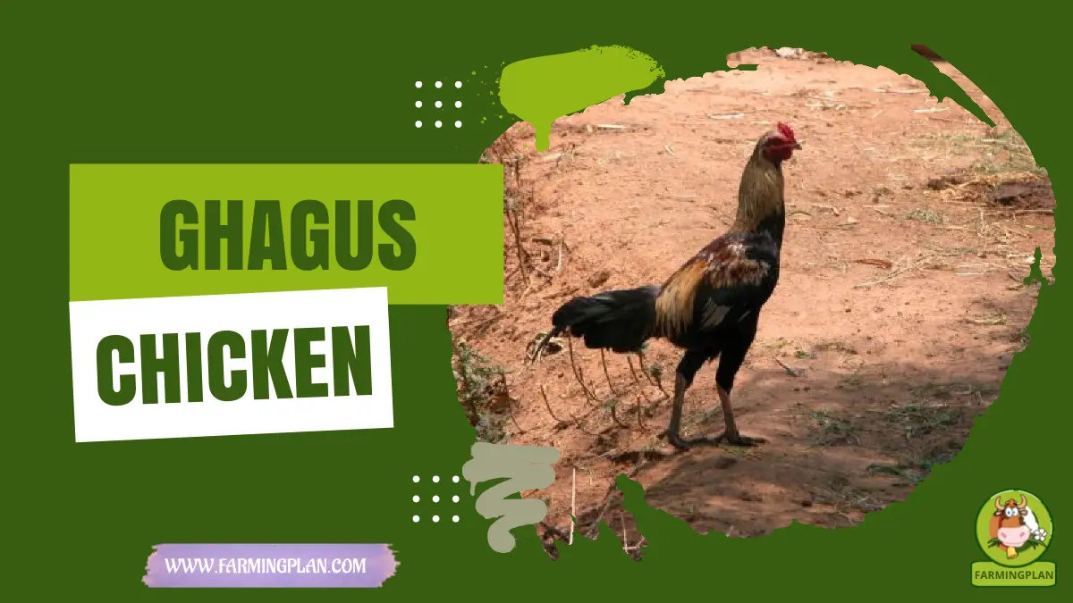 Ghagus Chicken: Farming Tutorial For Beginner | Farming Plan