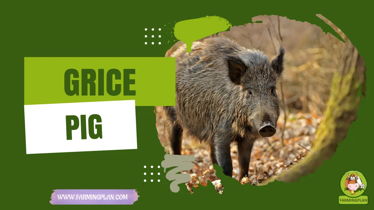 Grice Pig: Beginner's Guide To Profiting | Farming Plan