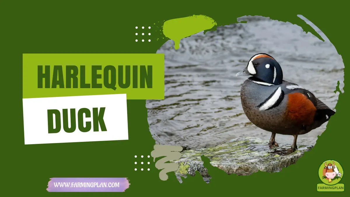 Harlequin Duck: The Ultimate Guide | Farming Plan
