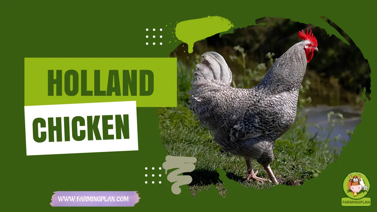 Holland Chicken: The Ins And Outs Of Successful | Farming Plan
