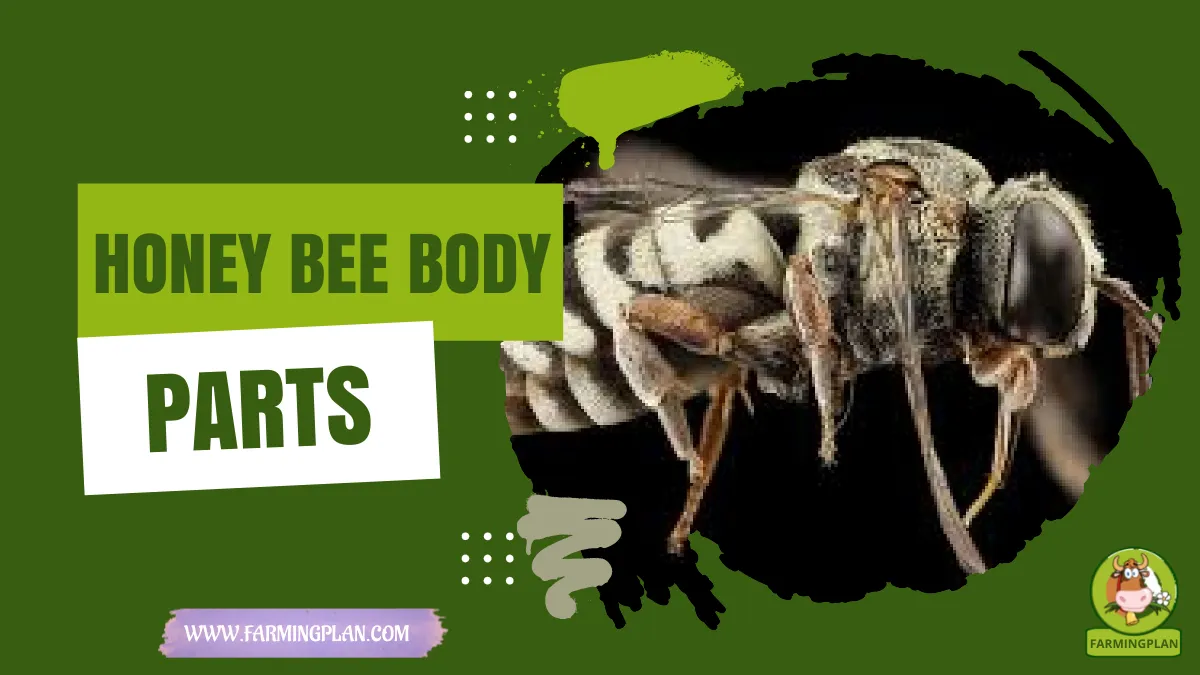 Honey Bee Body Parts: External And Internal Anatomy | Farming Plan