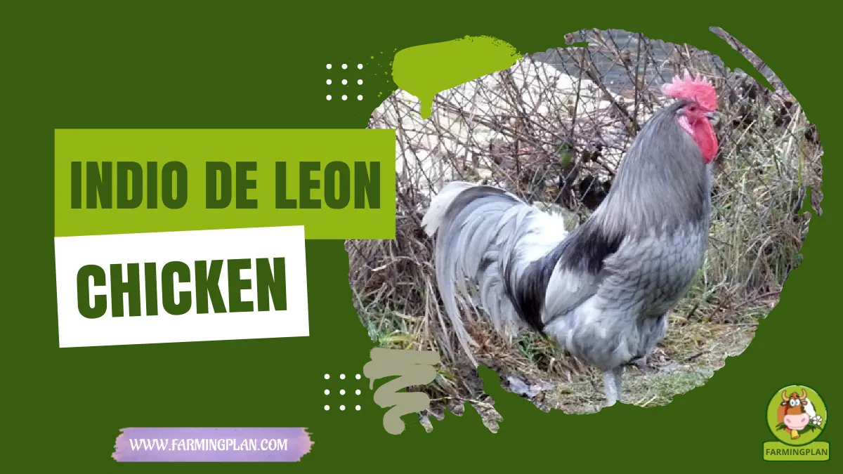 Indio De León Chicken: Scratch To Successful | Farming Plan