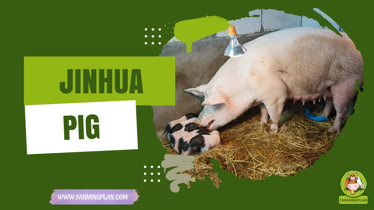 Jinhua Pig: China’s Ancient Breed Of Pork! | Farming Plan
