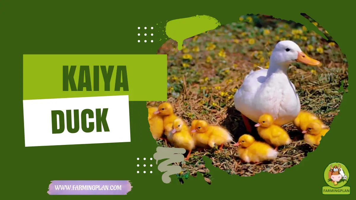 Kaiya Duck: Start Your Own Lucrative Business | Farming Plan