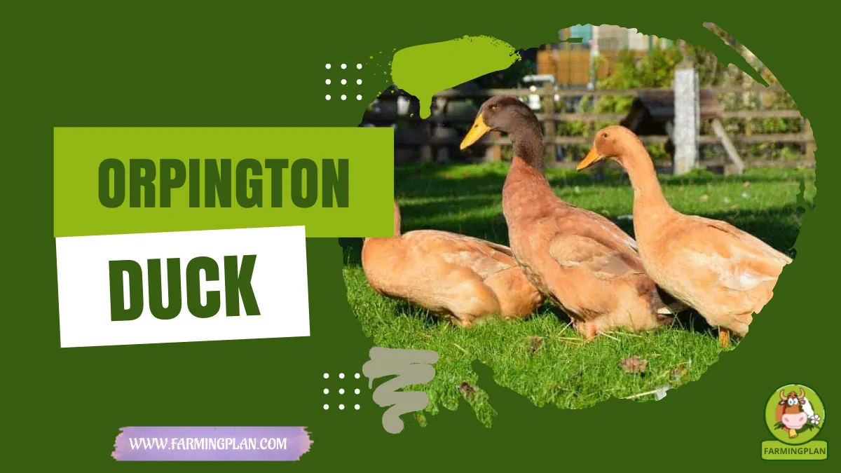 Orpington Duck: Chicken's Cousin | Farming Plan