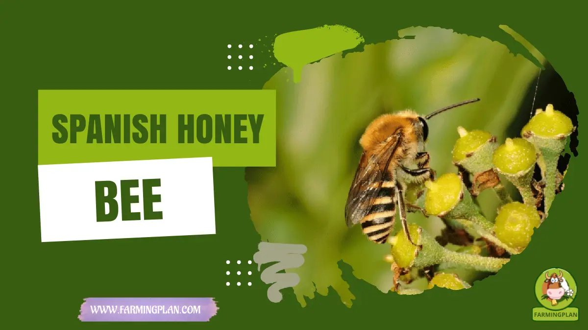 Spanish Honey Bee: Farming | Farming Plan